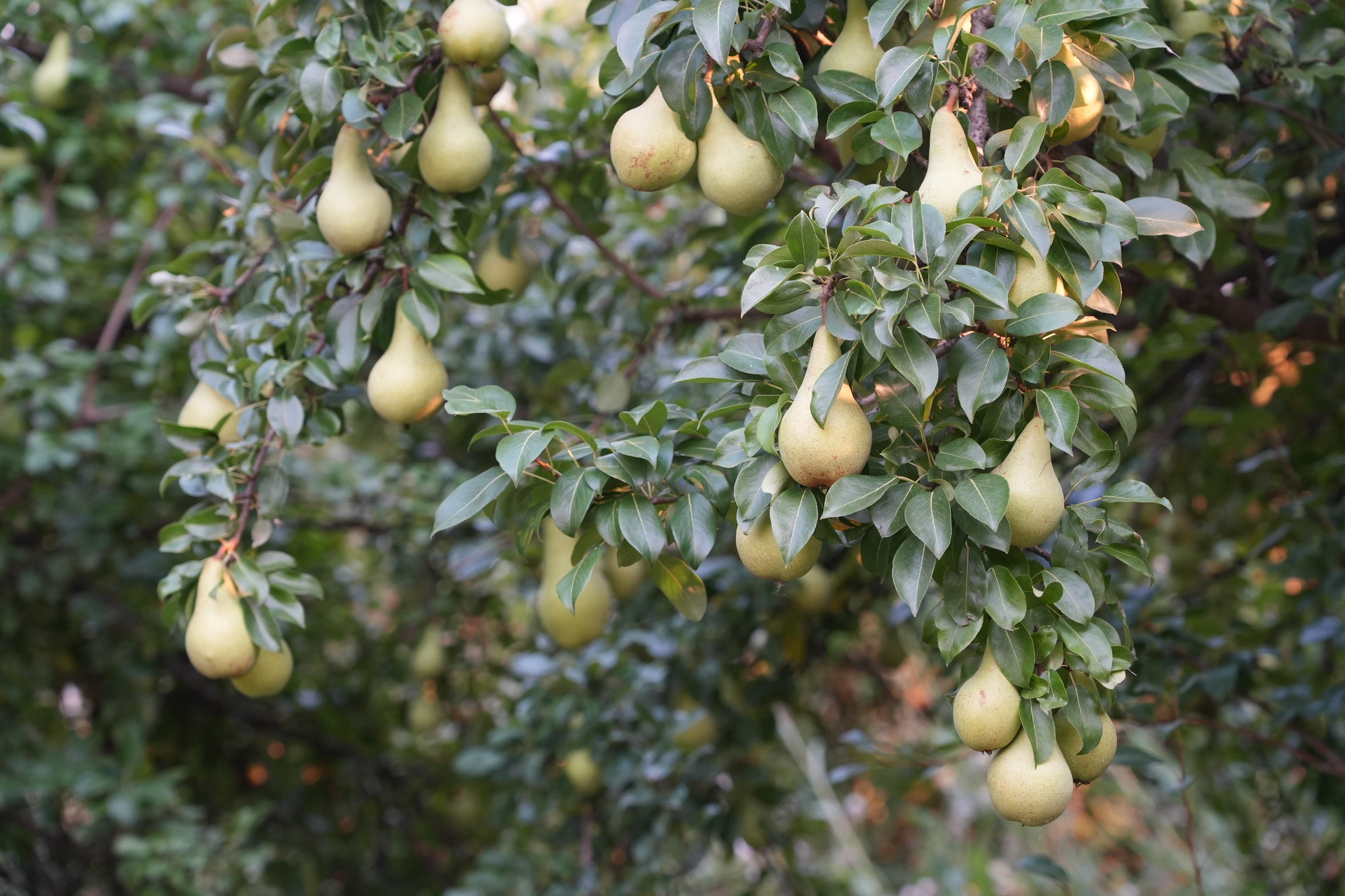 Product Availability – Souto Farms